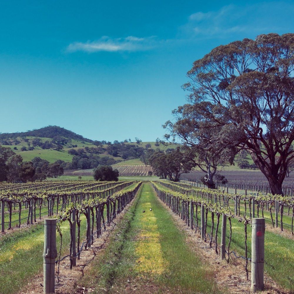 Découvrez les vins de Montpellier et de sa région